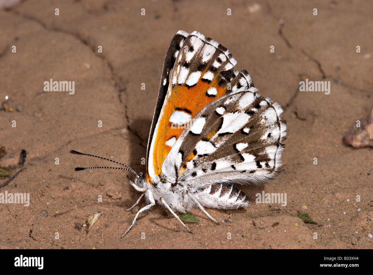 Mormon Metalmark Apodemia mormo Stock Photo - Alamy