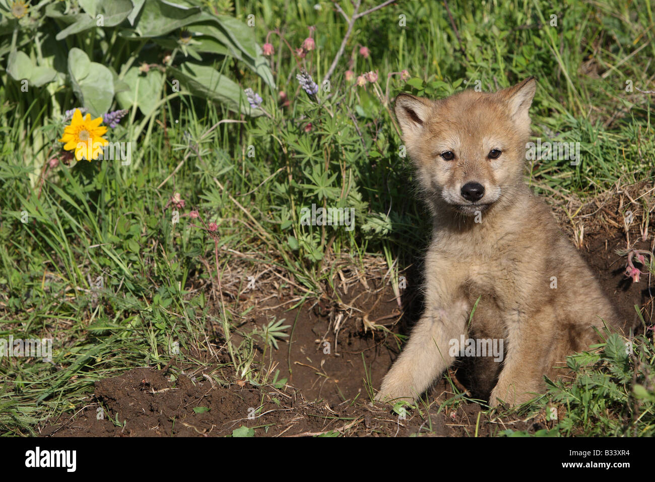 Wolf pup hi-res stock photography and images - Alamy