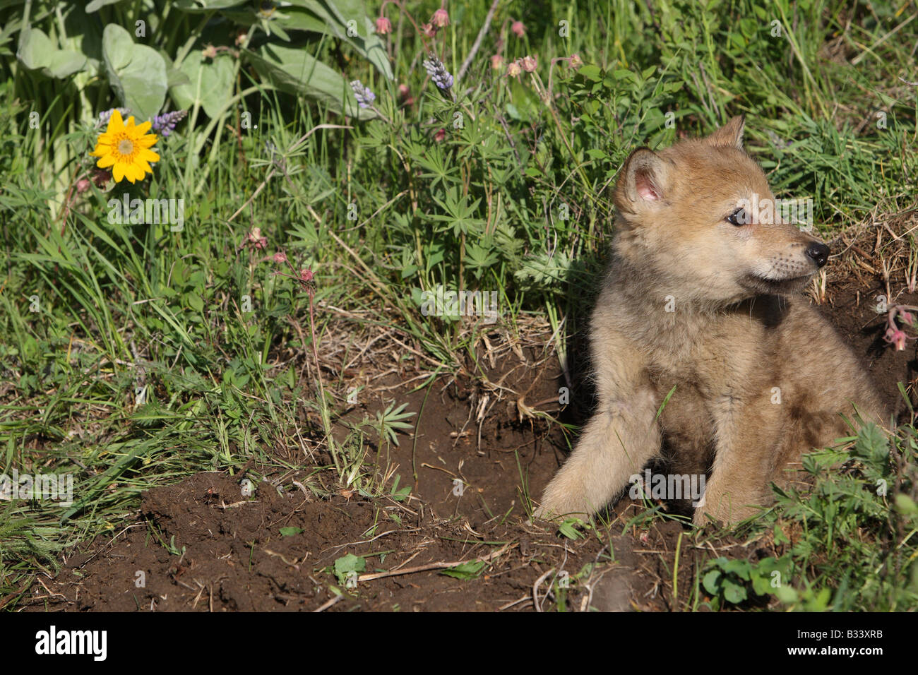 Wolf pups den hi-res stock photography and images - Alamy