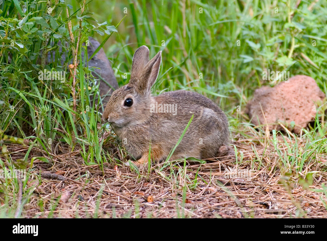 Sylvilagus Nuttallii