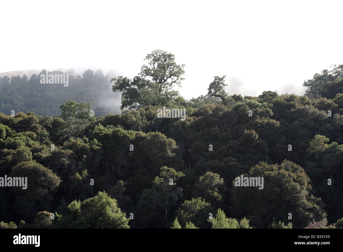 Heavily forested area hi-res stock photography and images - Alamy