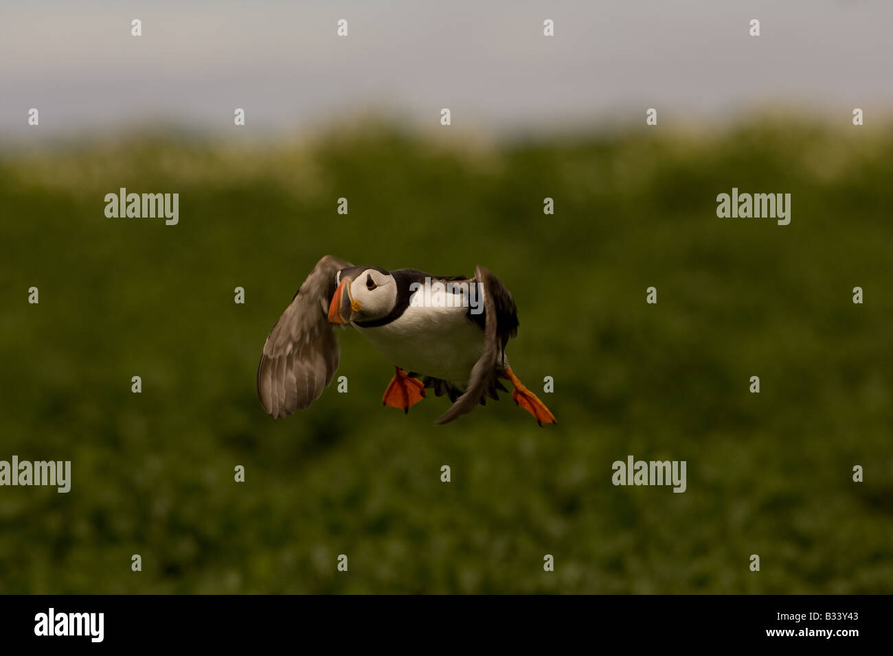 Puffin coming into land on the Farne Islands Stock Photo - Alamy