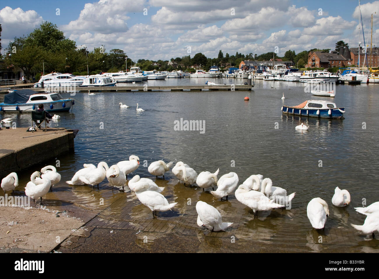 Swans Oulton Broad part of the norfolk broads suffolk east anglia ...