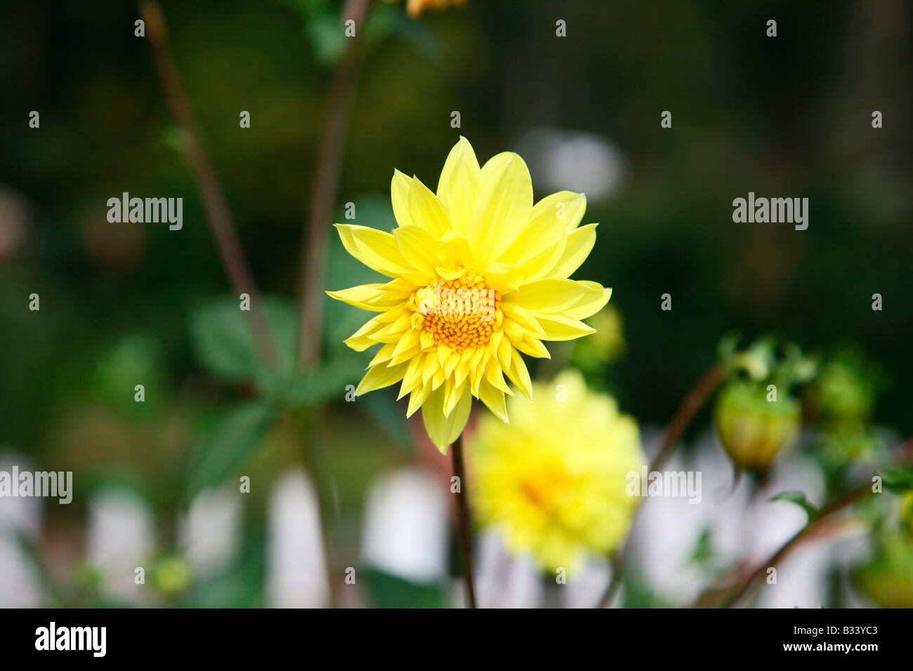 Dahila hi-res stock photography and images - Alamy