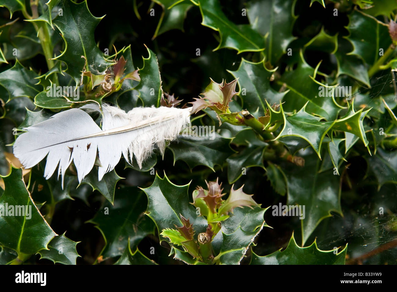 Holly Hedge High Resolution Stock Photography and Images - Alamy