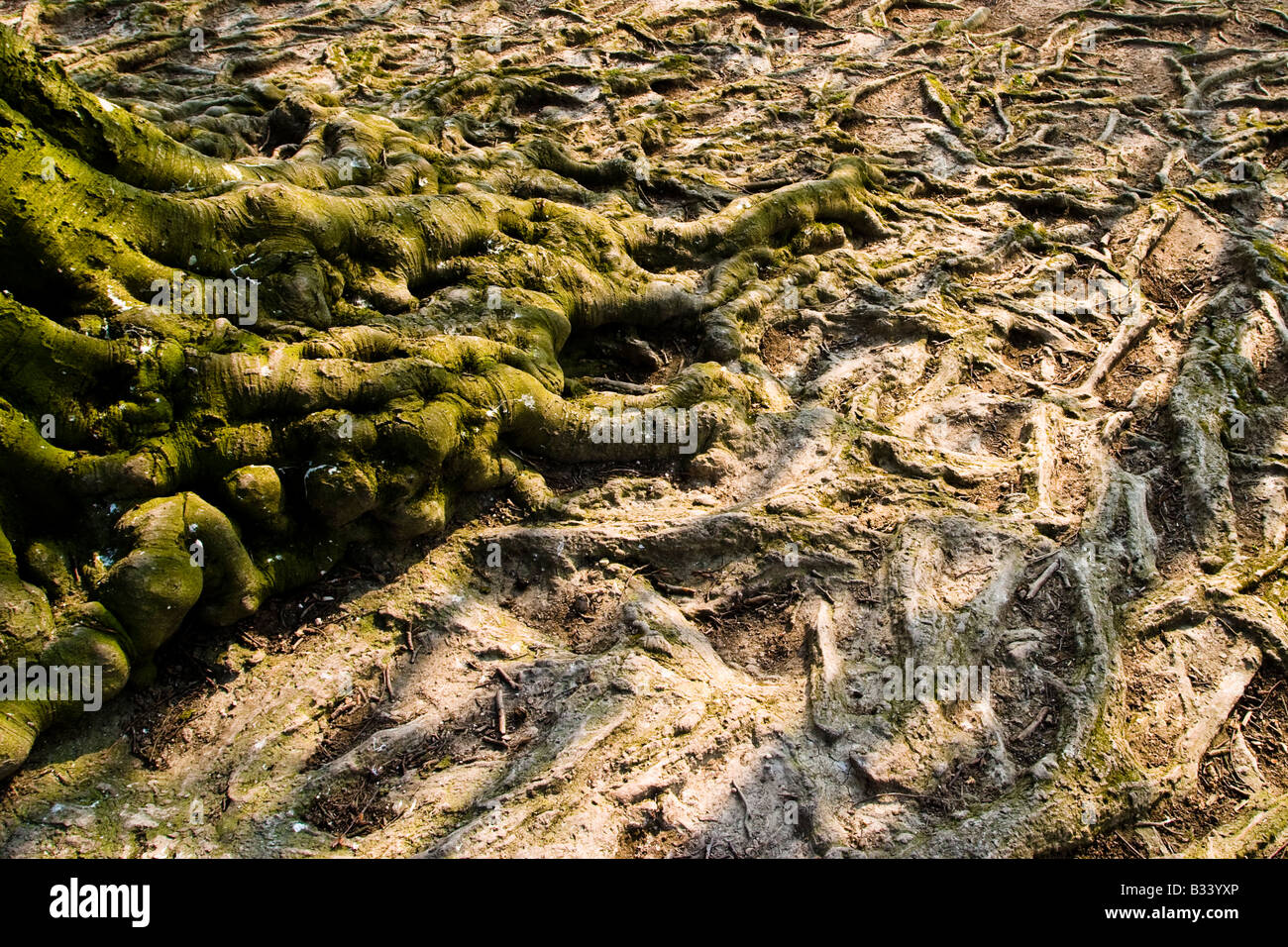 Tree roots in late afternoon sun at Avebury, Wiltshire Stock Photo - Alamy