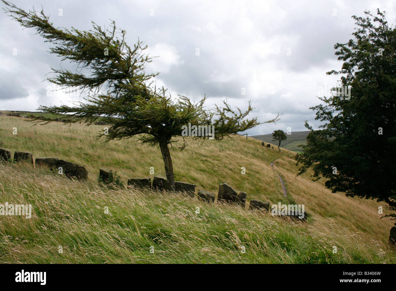 Windswept tree pennines hi-res stock photography and images - Alamy