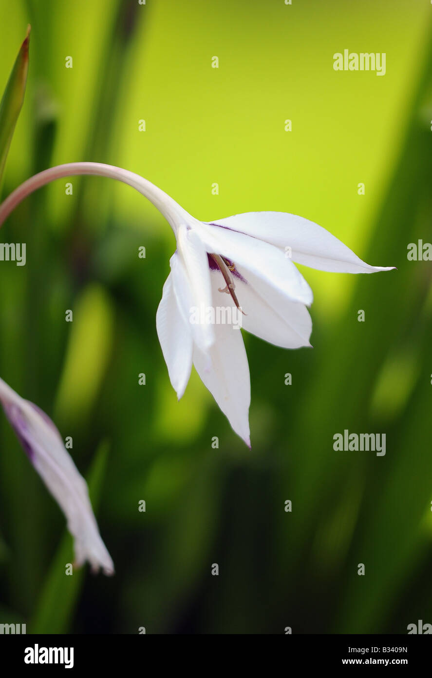 Acidanthera hi-res stock photography and images - Alamy