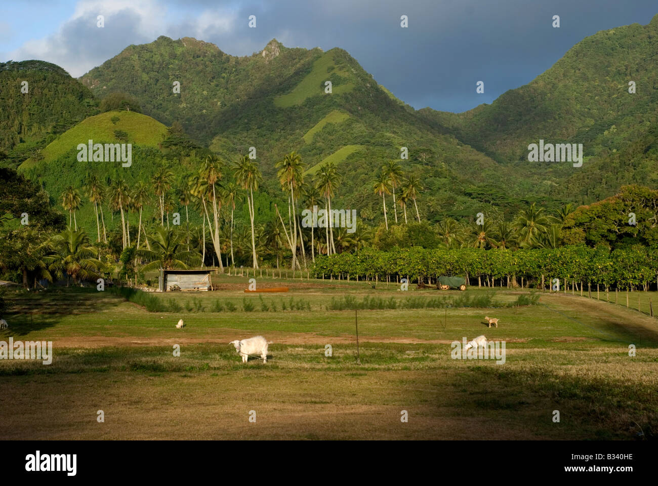 rural scene, rarotonga, cook islands Stock Photo - Alamy