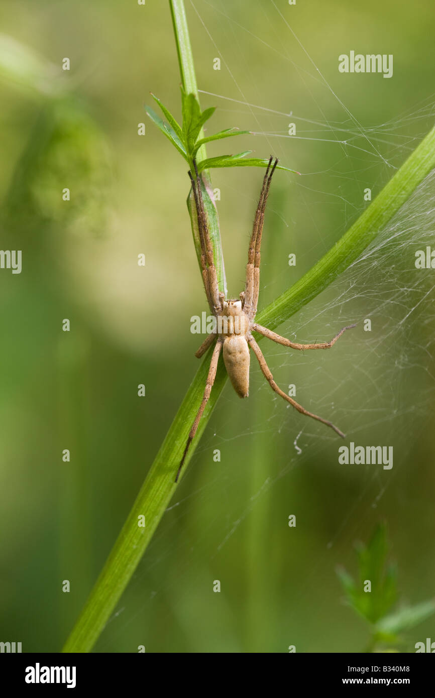 Adult female spider hi-res stock photography and images - Alamy
