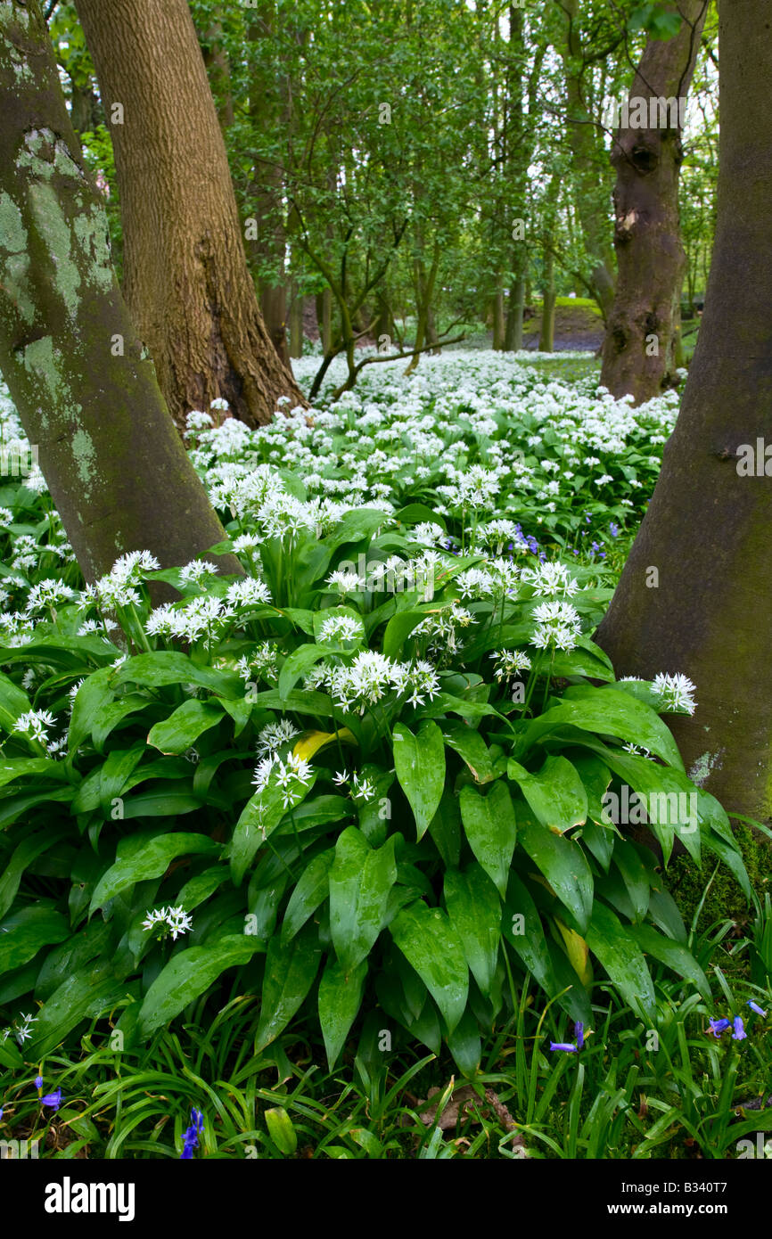 Woodland Scene in Spring Stock Photo - Alamy