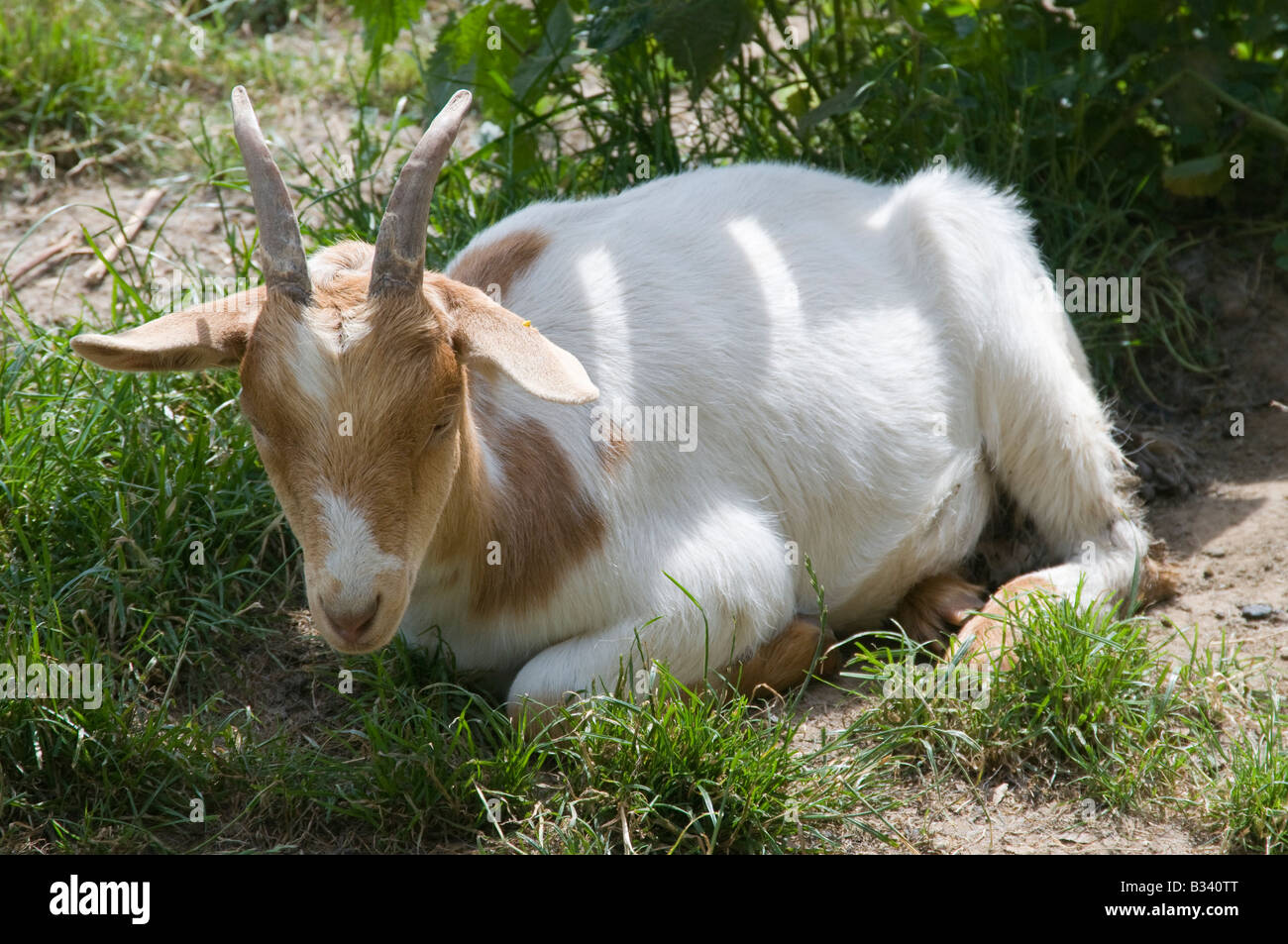 Laying goat hi-res stock photography and images - Alamy