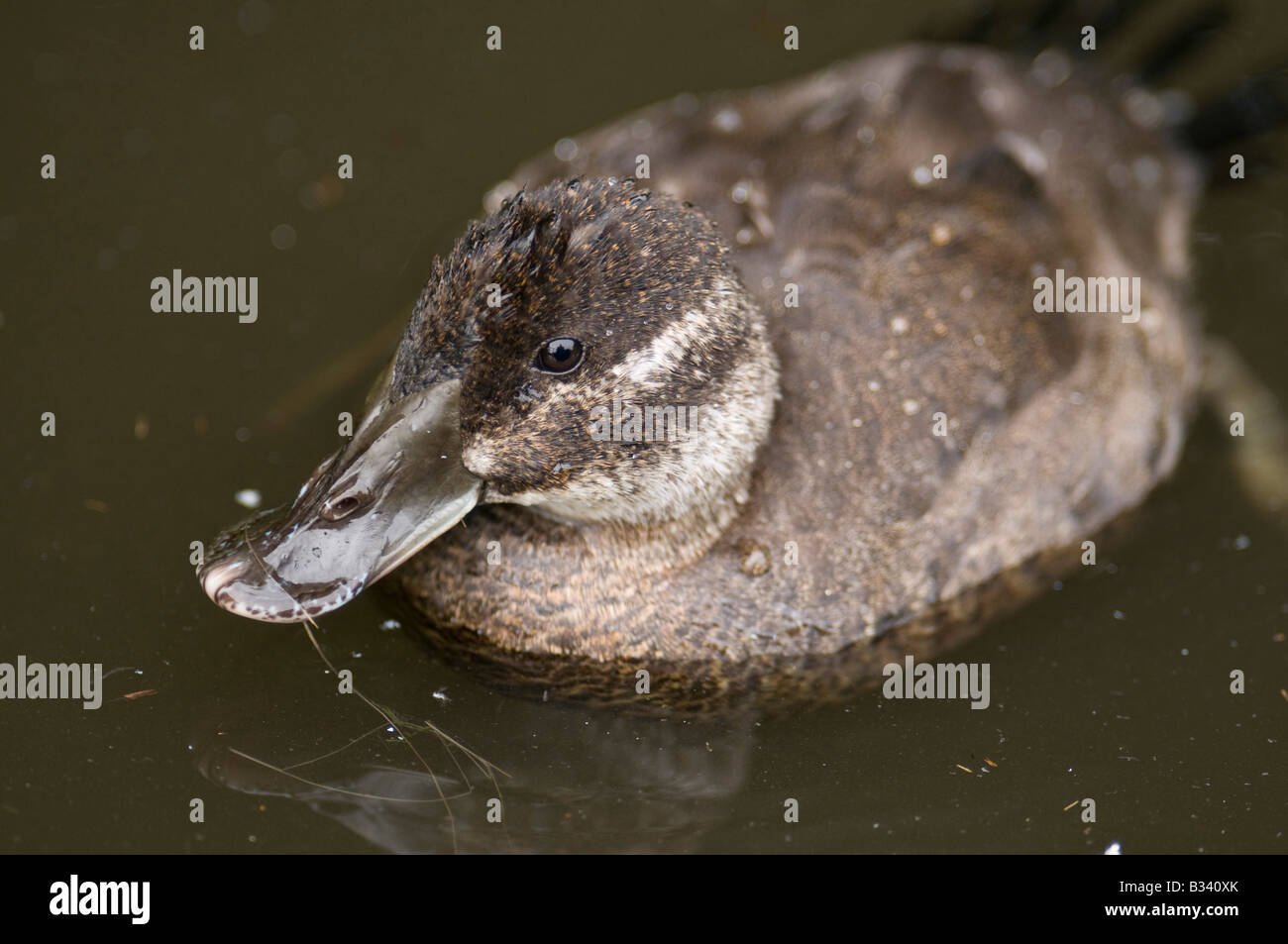 Large duck pond hi-res stock photography and images - Alamy