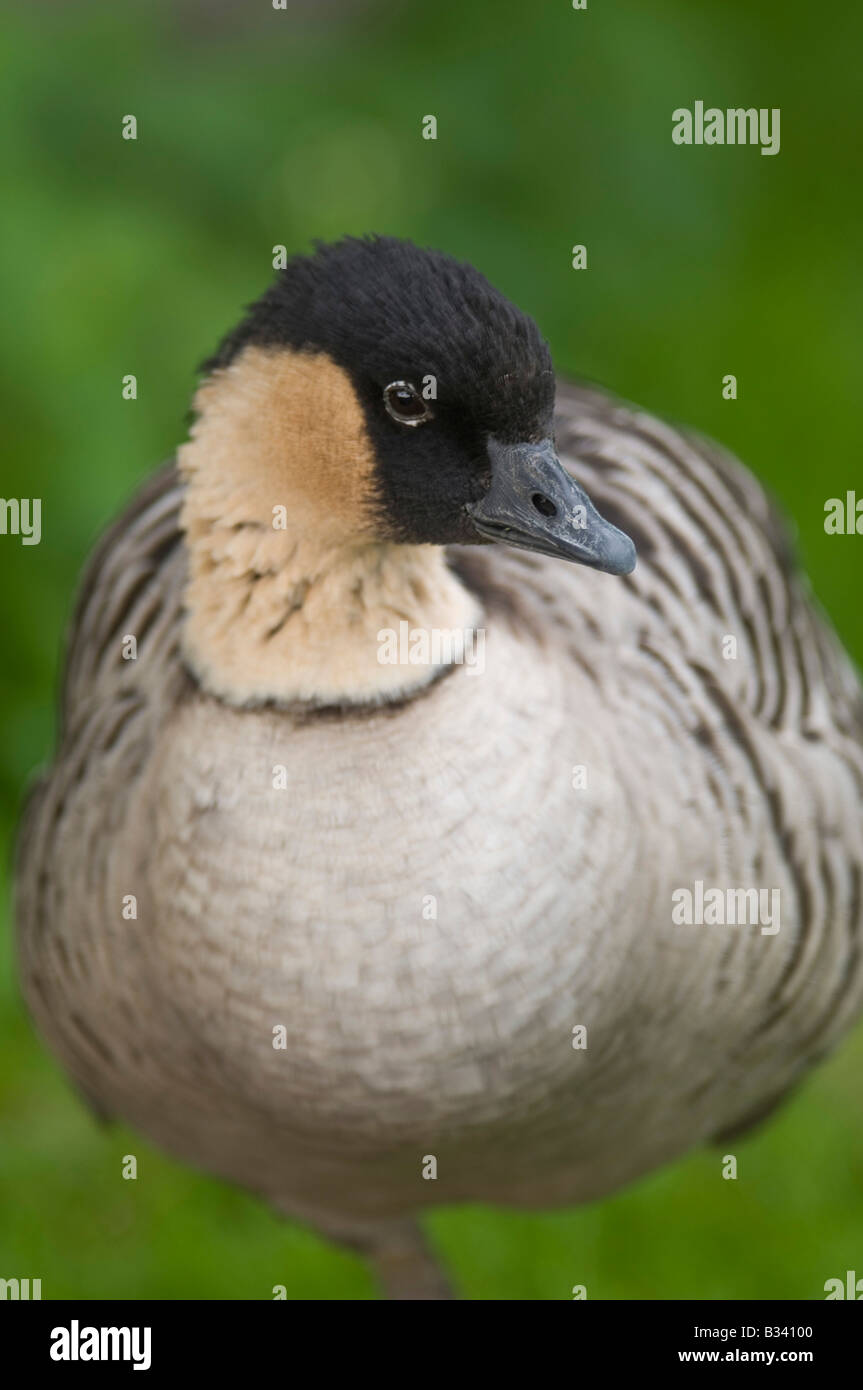 One leg standing goose hi-res stock photography and images - Alamy