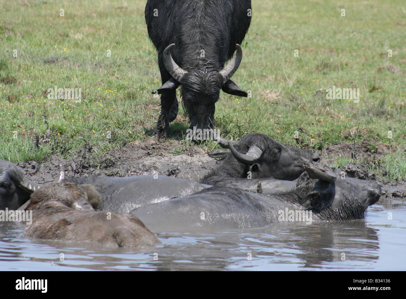 Grey ox in Hortobagy park in Hungary Stock Photo - Alamy