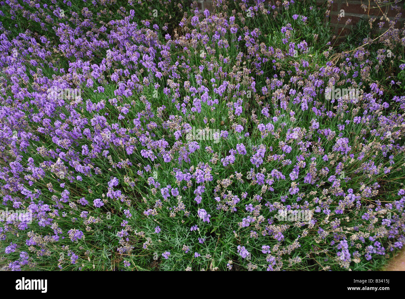 Mass of lavender hi-res stock photography and images - Alamy