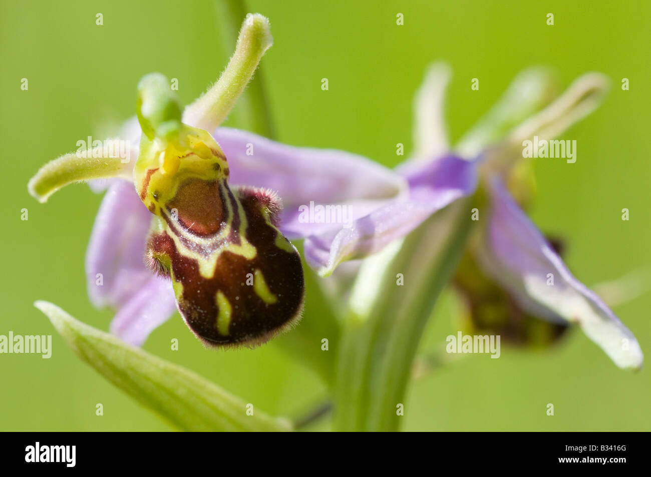 Bee orchid (Ophrys apifera Stock Photo - Alamy