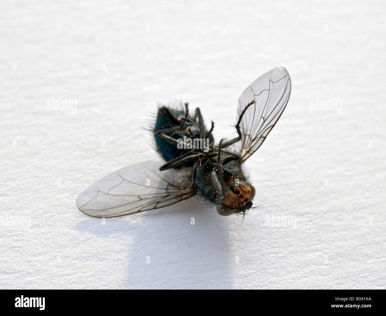 Dead fly hi-res stock photography and images - Alamy