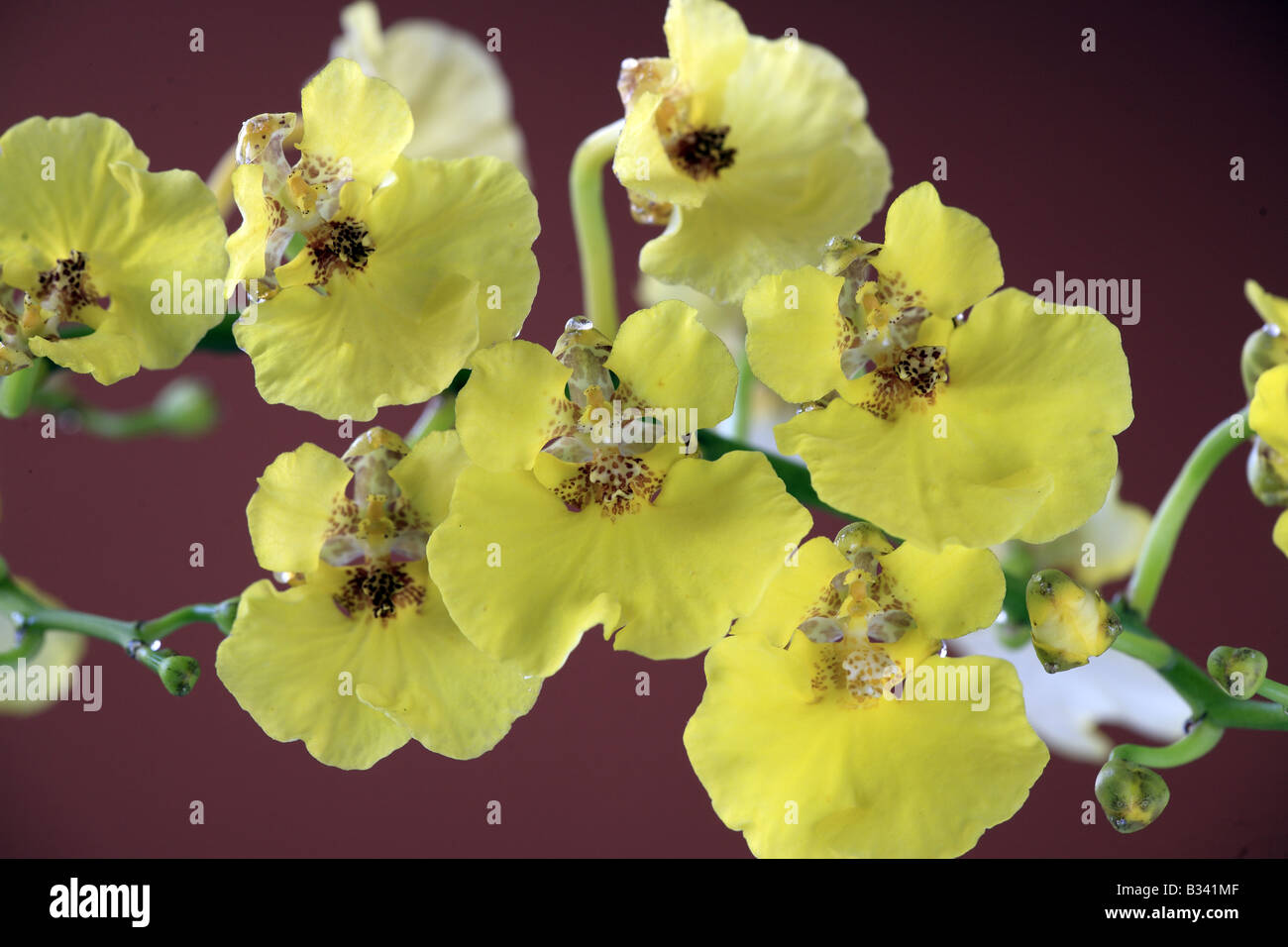 Oncidium hi-res stock photography and images - Alamy