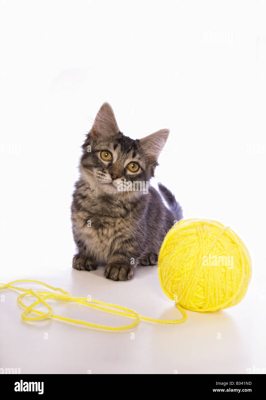 Cute Munchkin kitten with yellow ball of yarn isolated on white ...
