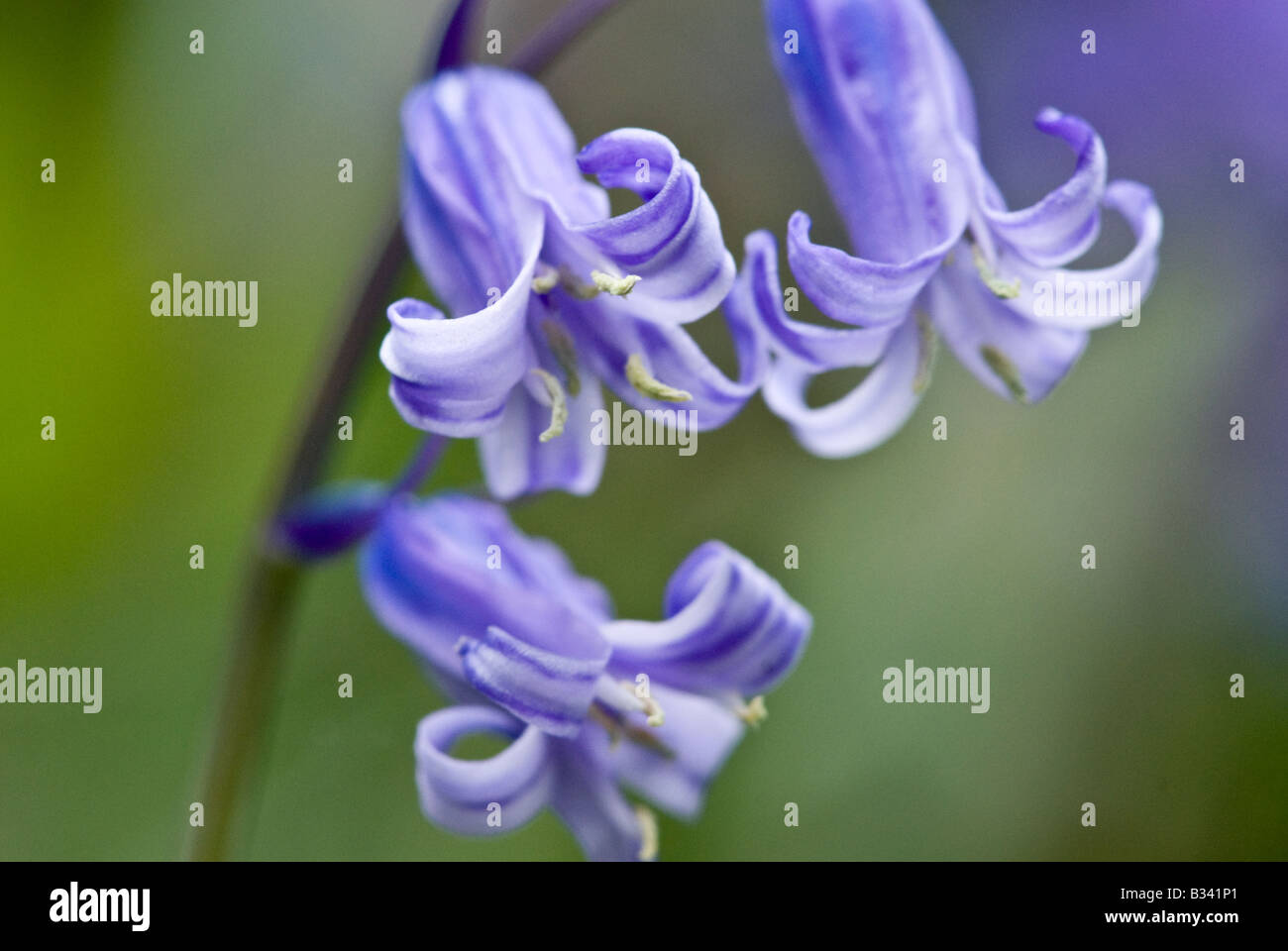 Native English bluebell (Hyacinthoides non scripta Stock Photo - Alamy