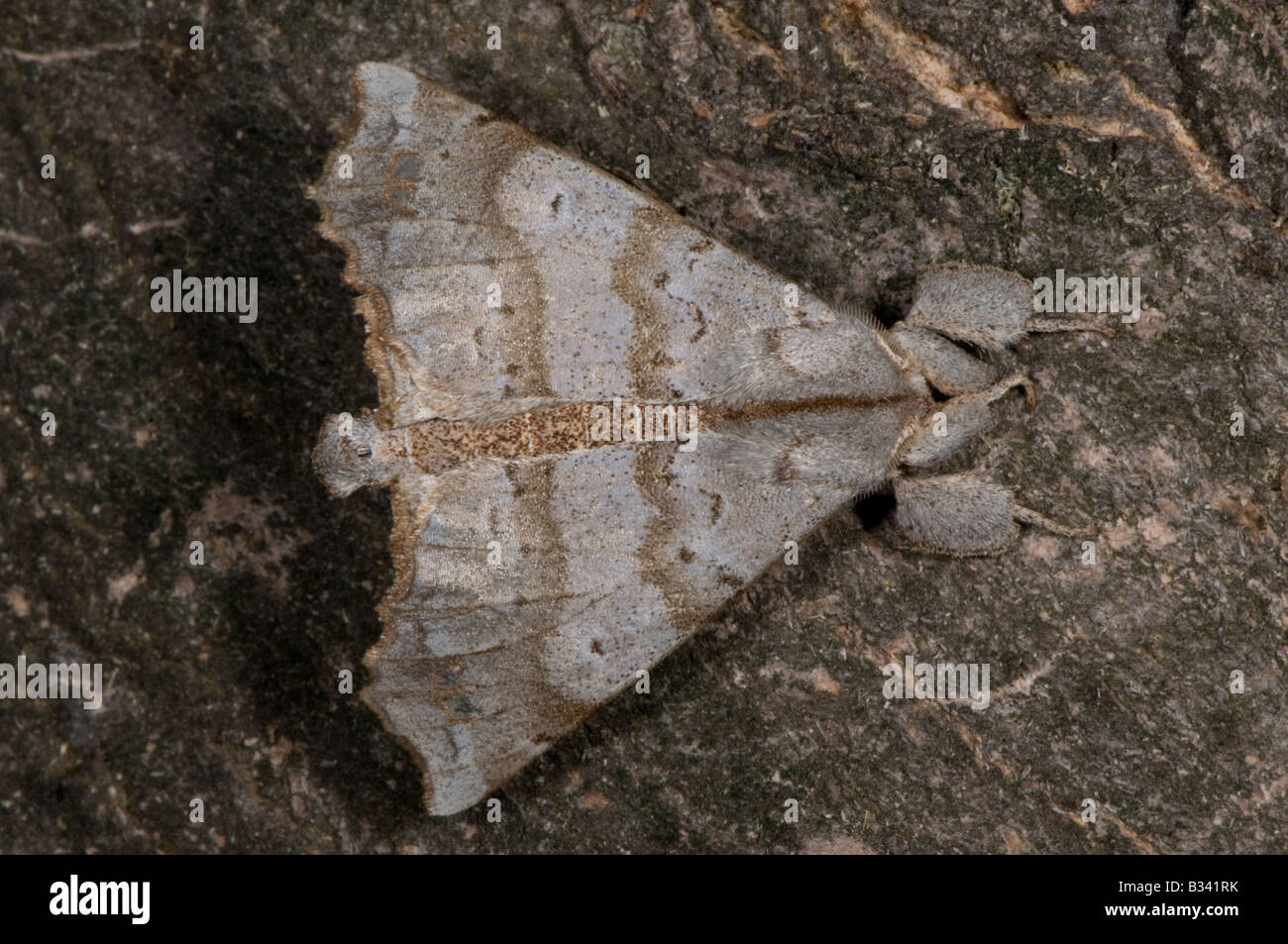 Olceclostera angelica moth, whose common name is the Angel Stock Photo ...