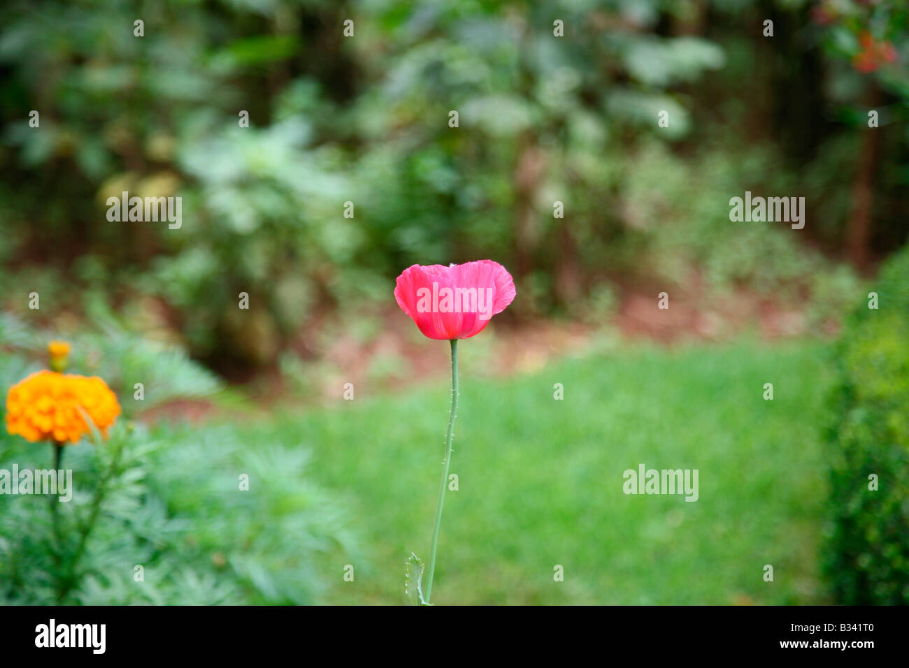 A pink poppy flower from ooty india Stock Photo - Alamy