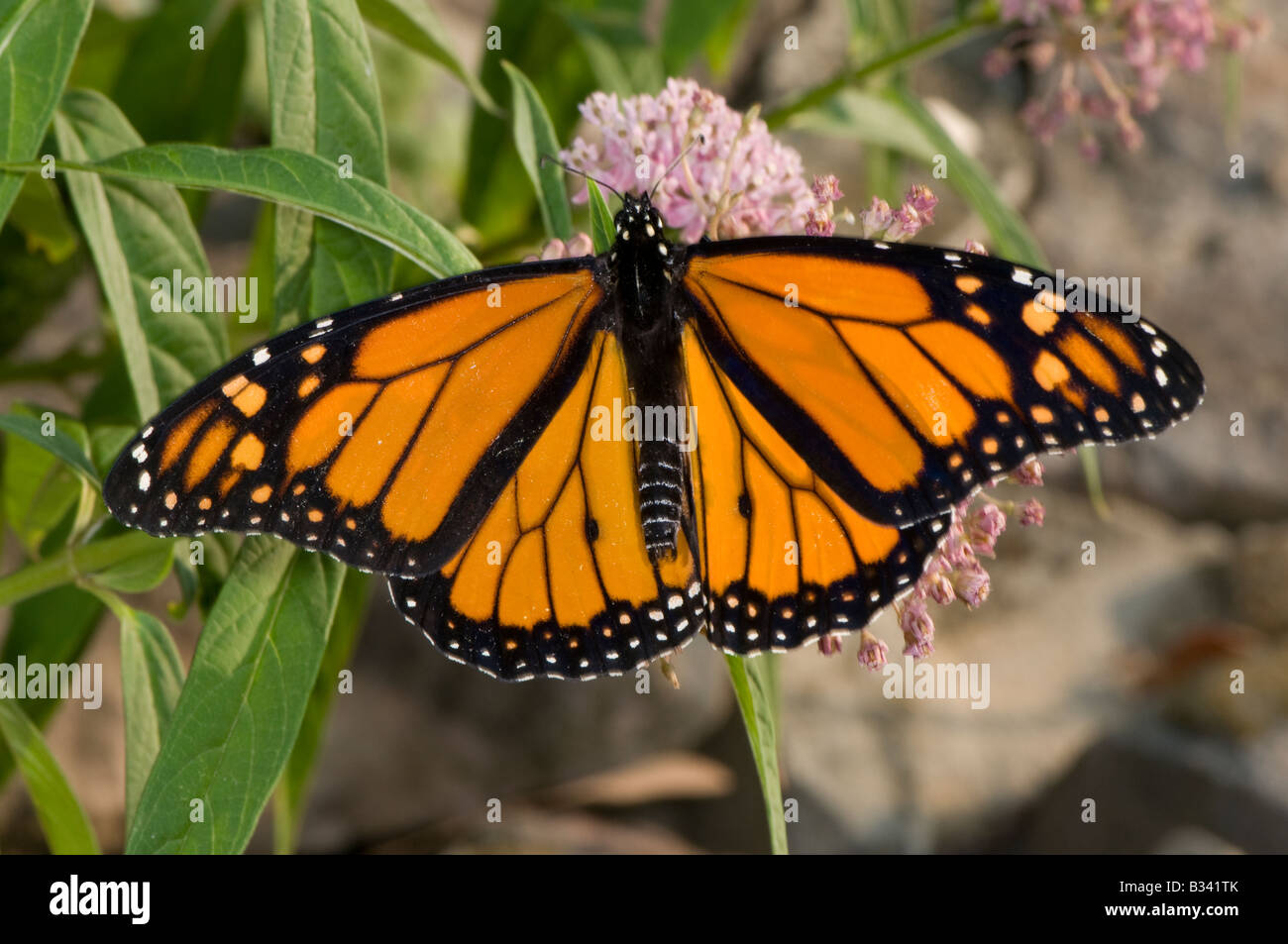 Monarch butterfly on milkweed hi-res stock photography and images - Alamy