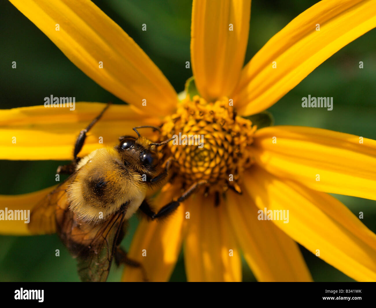 bee feeding on yellow daisy in garden Stock Photo - Alamy