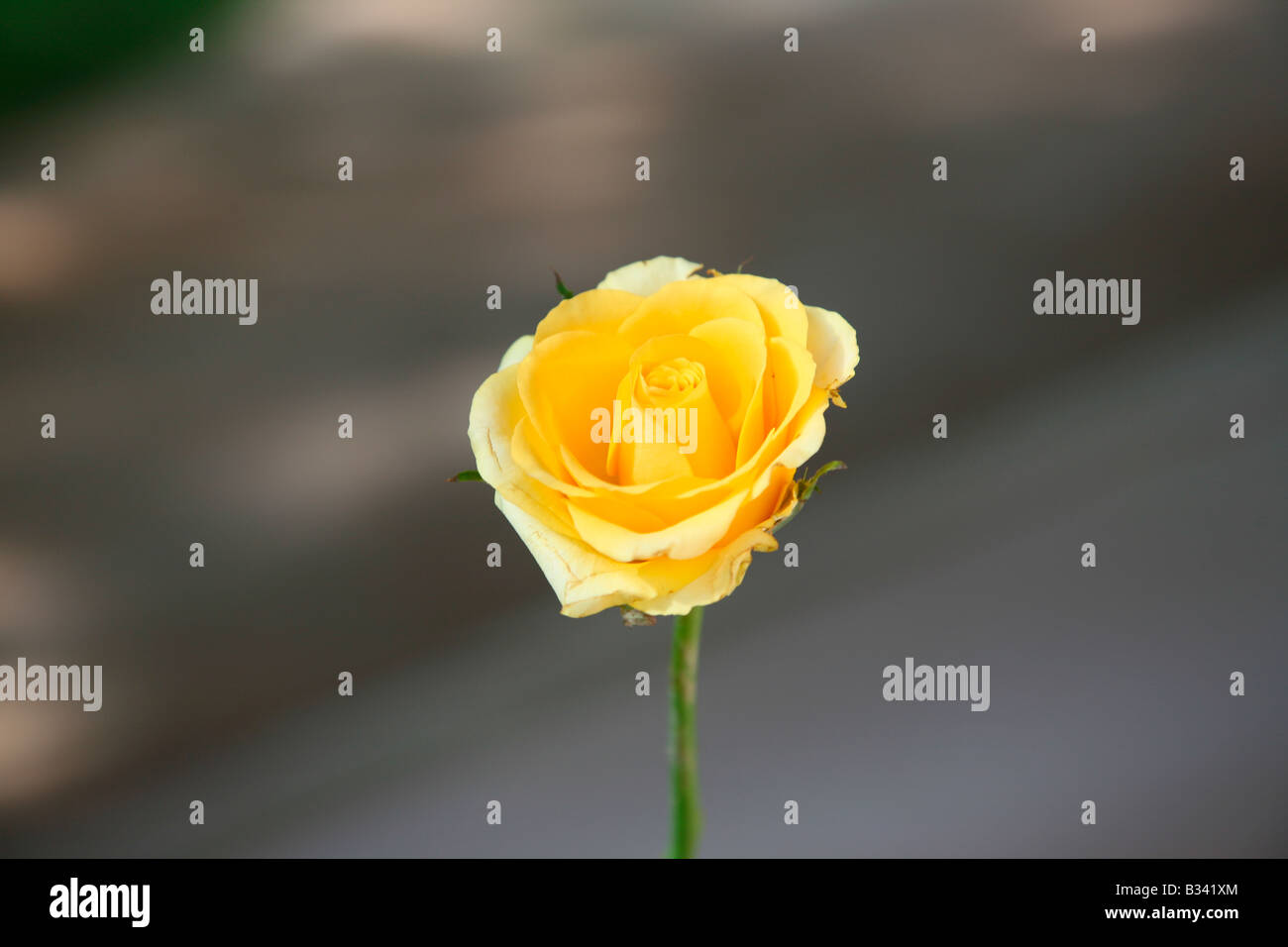 A yellow rose flower Stock Photo - Alamy