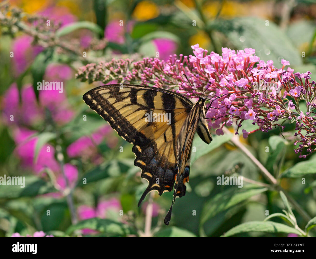 Eastern tiger swallowtail butterfly papilio glaucus Stock Photo - Alamy