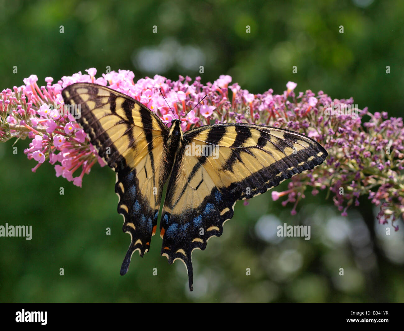 Eastern tiger swallowtail butterfly papilio glaucus Stock Photo - Alamy