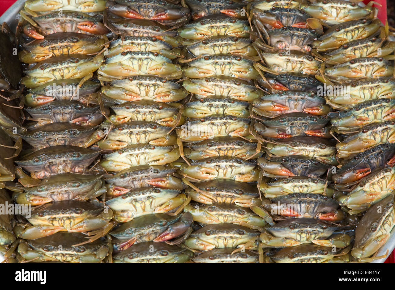 Tied up crabs hi-res stock photography and images - Alamy