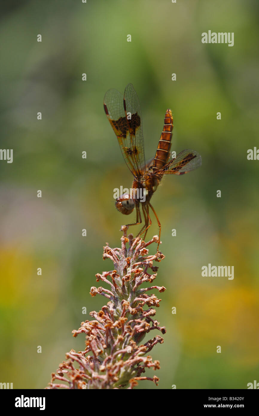 Dragonfly in garden Stock Photo - Alamy