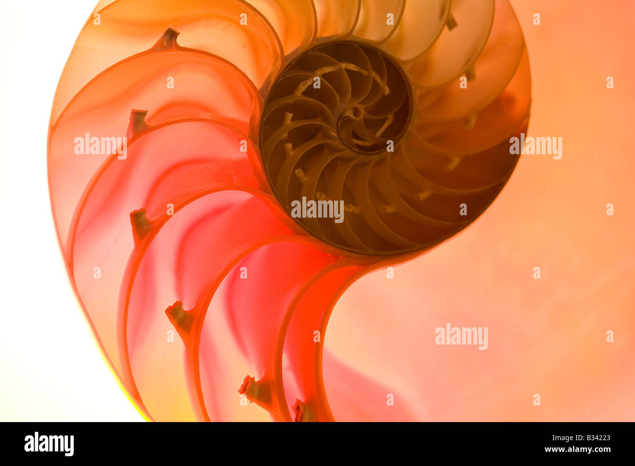 Split nautilus seashell showing inner float chambers Stock Photo - Alamy