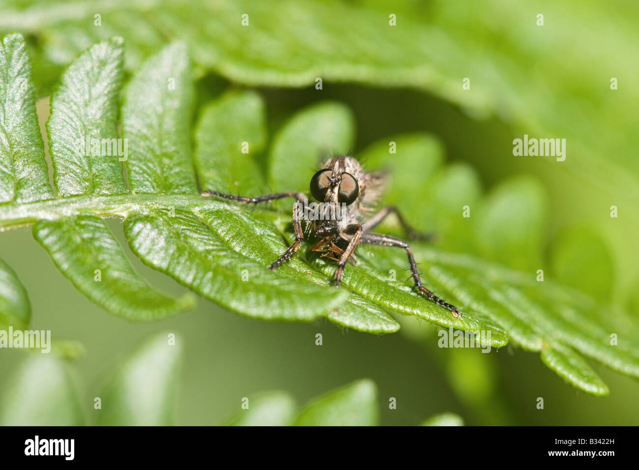 Species of robber fly hi-res stock photography and images - Alamy
