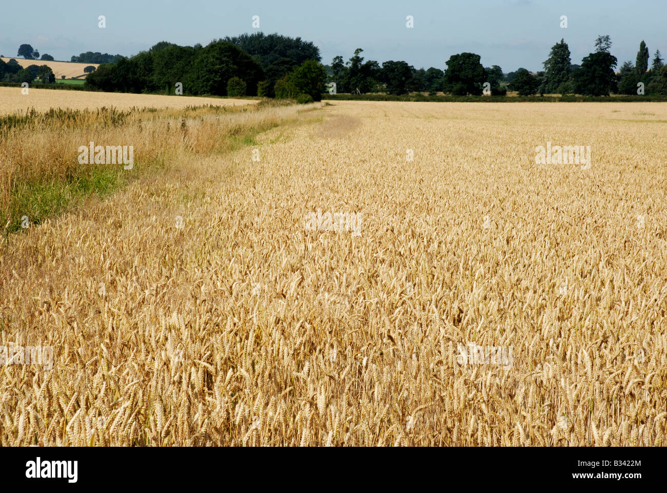 A wheatfield, Bullinghope, near Hereford, Herefordshire Stock Photo - Alamy