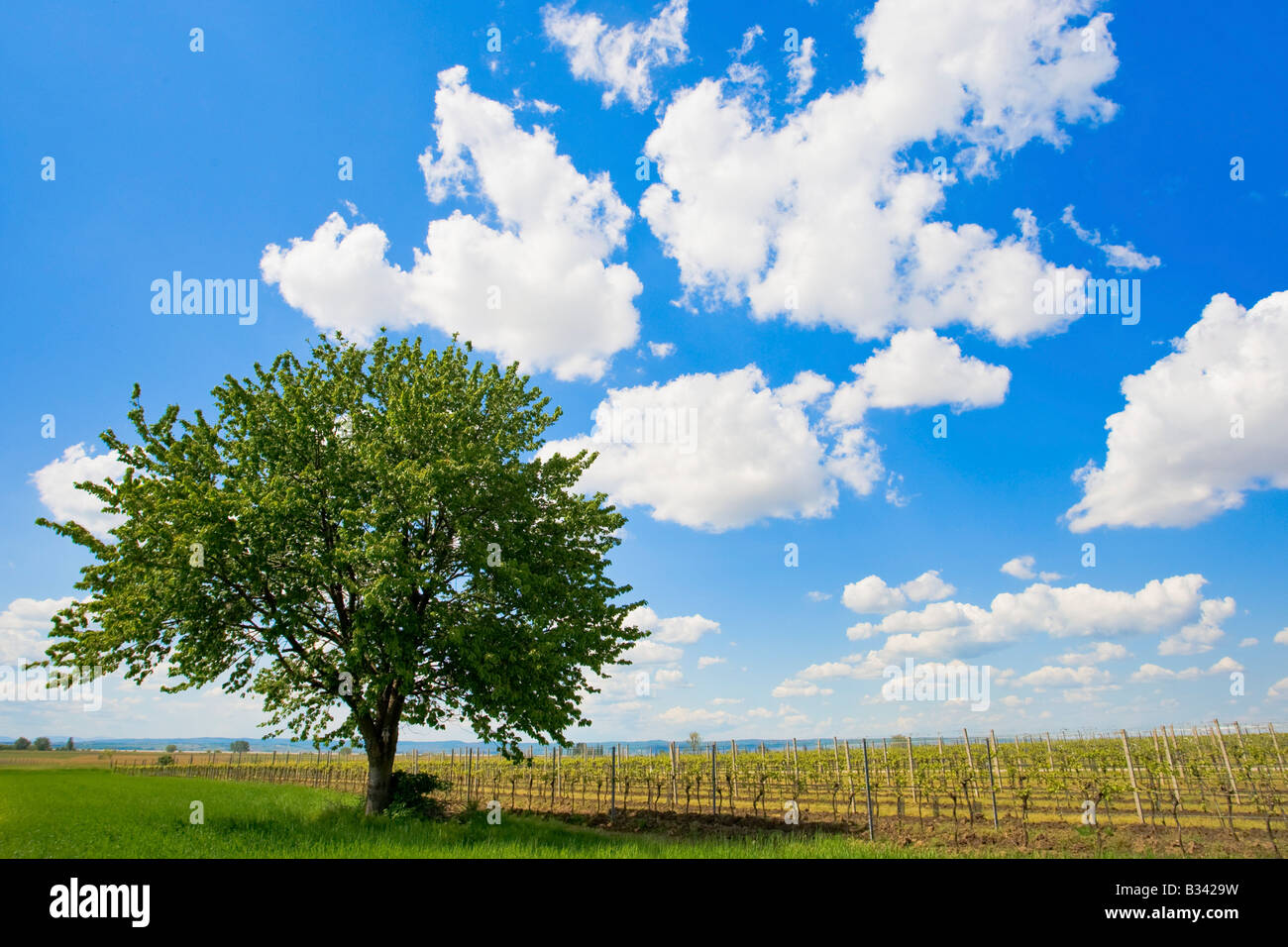 Lone tree on a field against a blue sky Stock Photo - Alamy