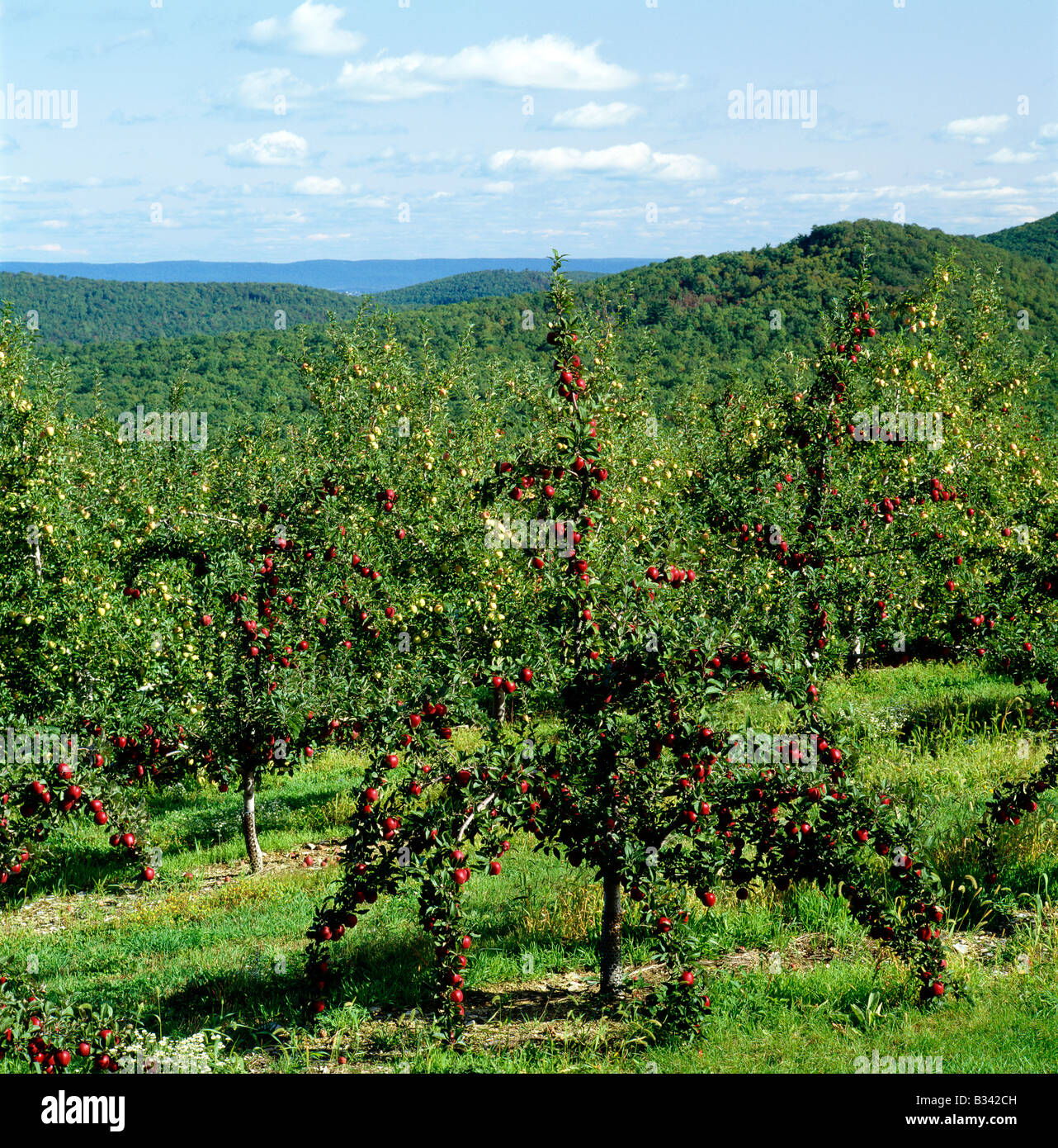 Apple trees full of ripe fruit, Lerew Orchards, Adams County ...