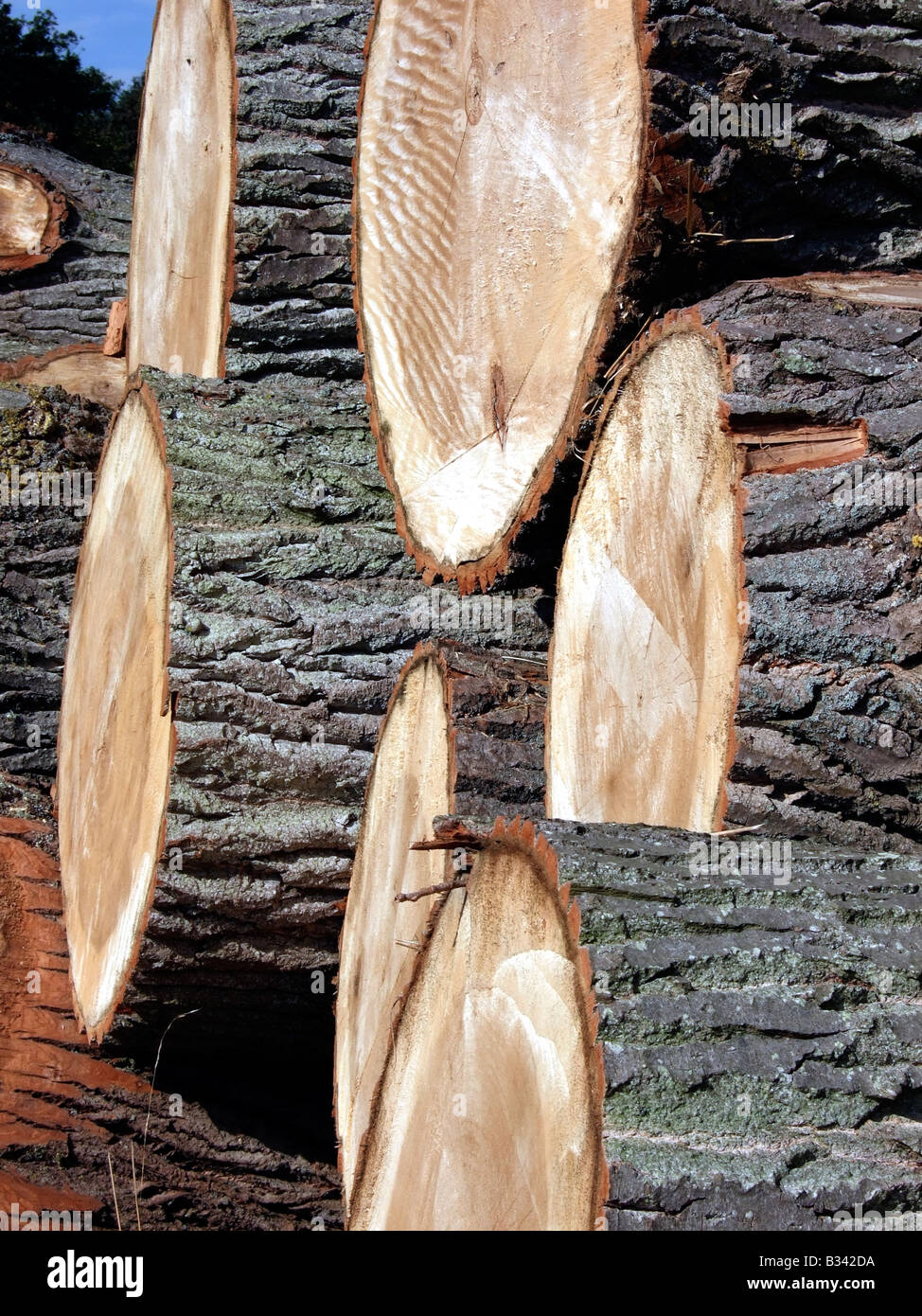 stacked freshly cut tree trunks Stock Photo - Alamy