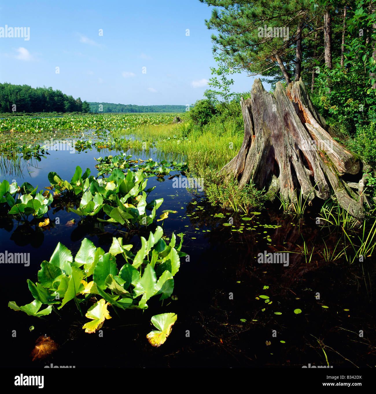 BLACK MOSHANNON STATE PARK, BLACK MOSHANON LAKE, A UNIQUE NATURAL BOG ...