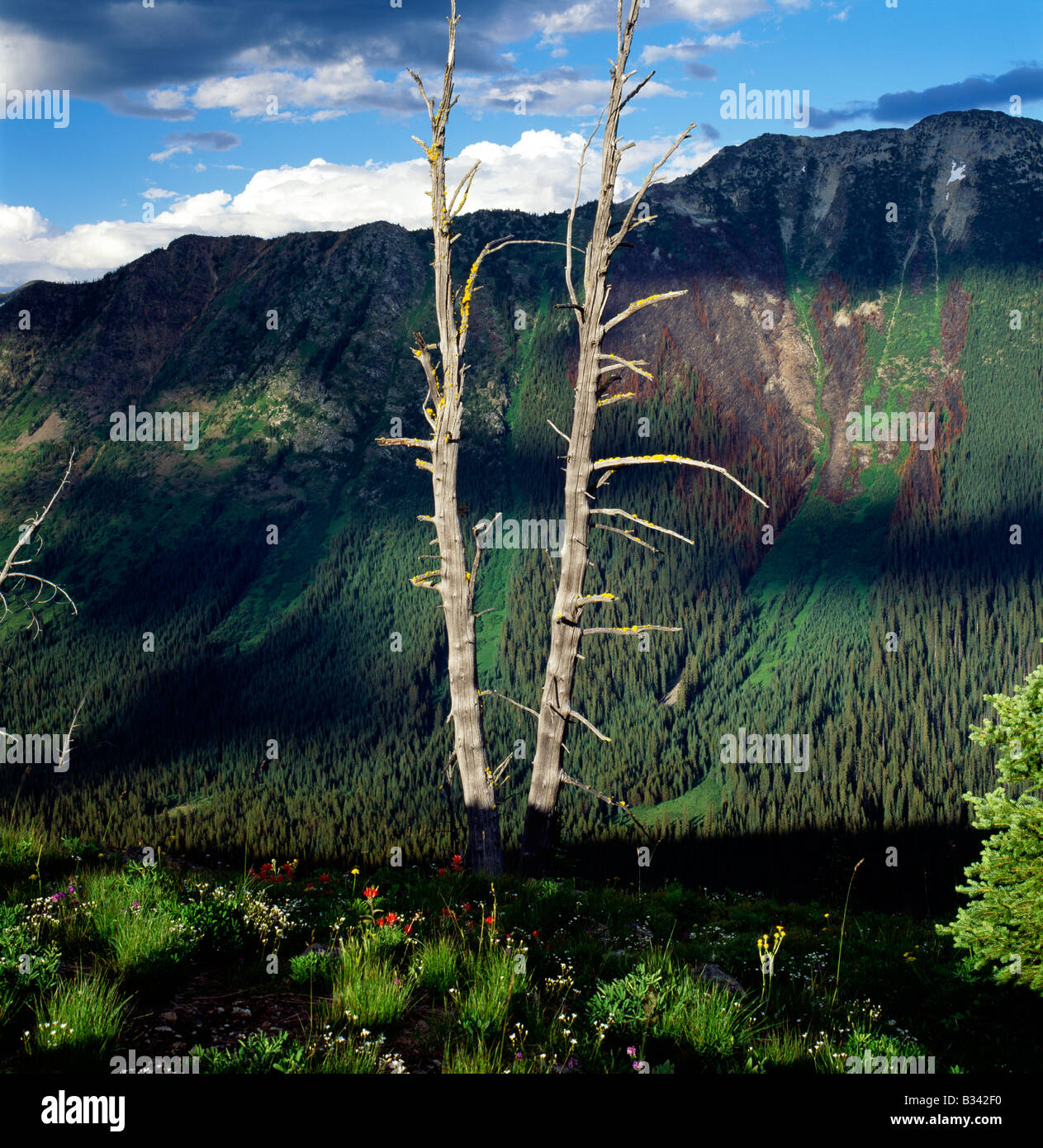 Backbone State Forest High Resolution Stock Photography and Images - Alamy