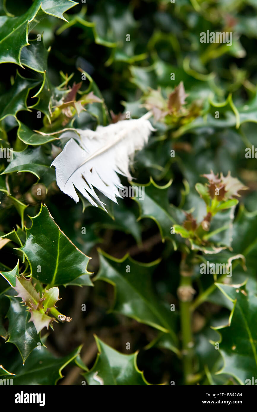 Close up feather white hedge holly uk hi-res stock photography and ...