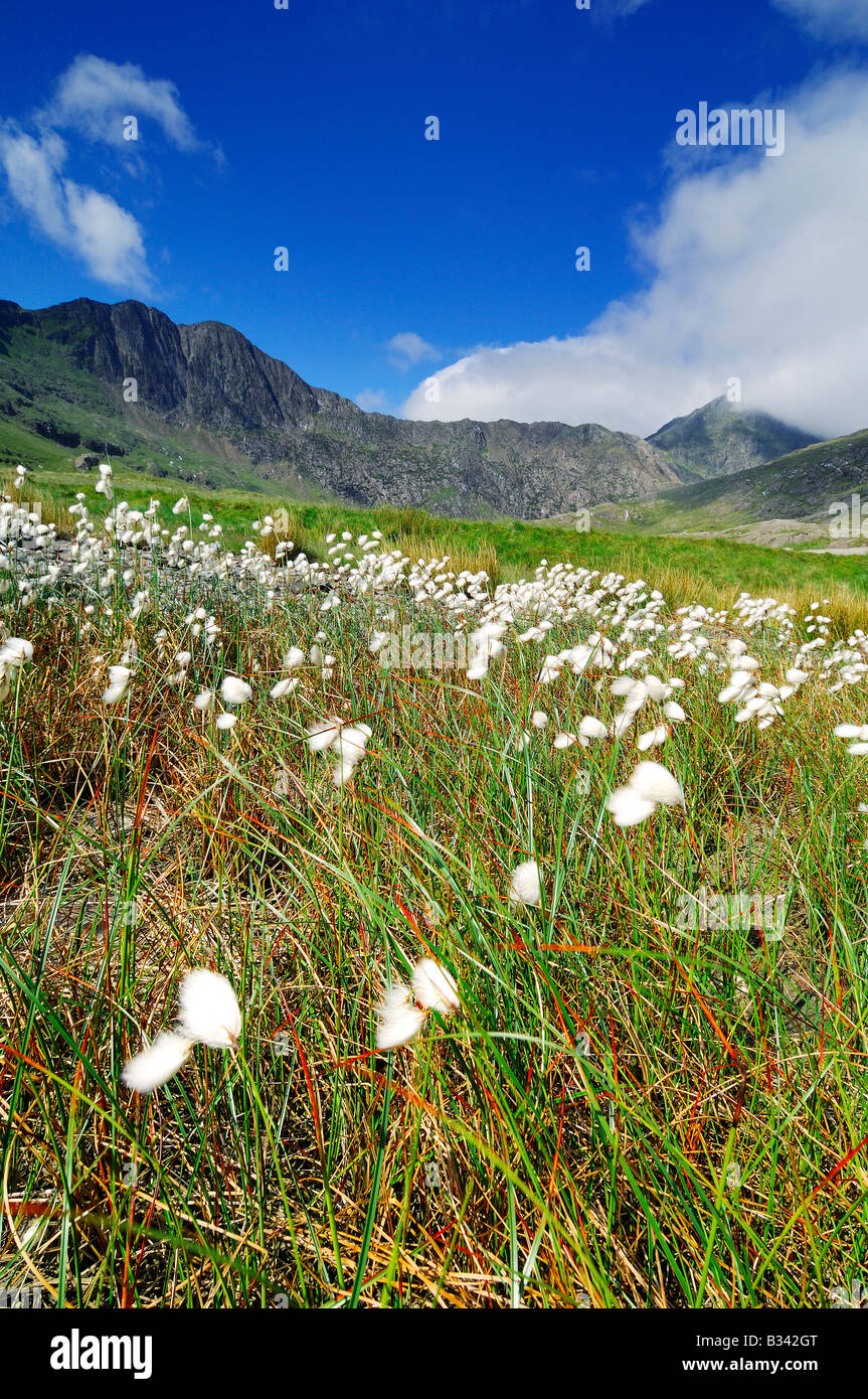 Bog cotton hi-res stock photography and images - Alamy