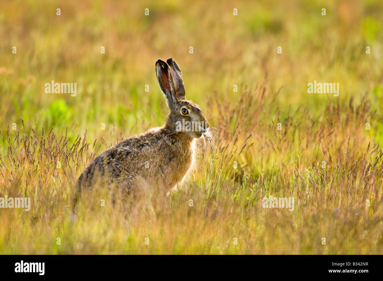 Hare sitting in a field the photo was taken in the early morning Stock ...