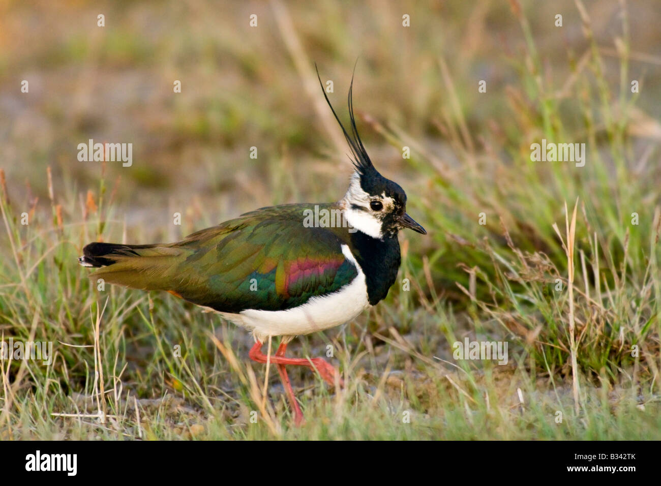 Lapwing feathers close up hi-res stock photography and images - Alamy