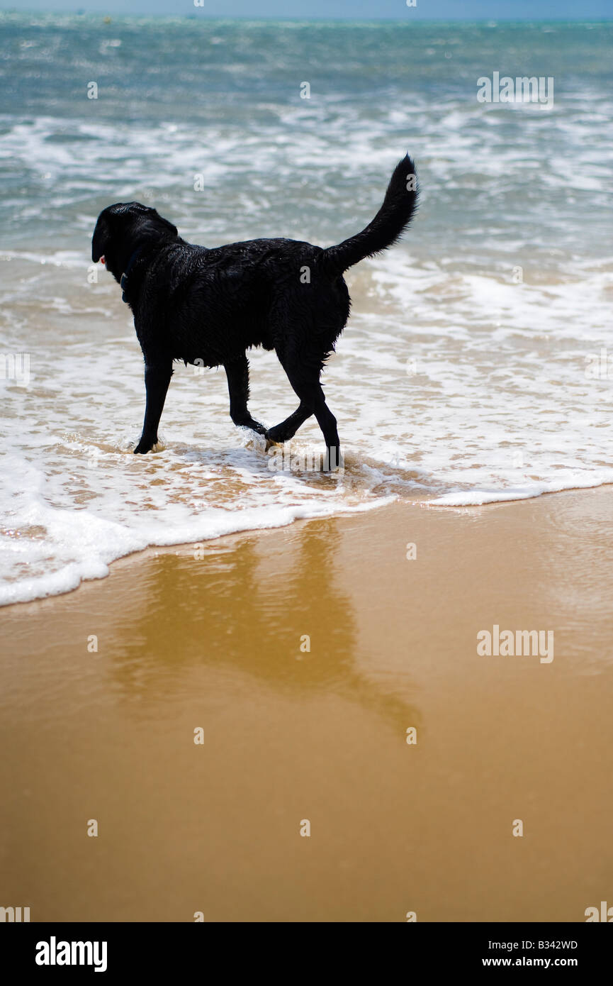 A black labrador retriever in the sea Stock Photo - Alamy