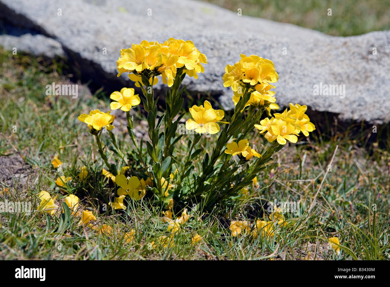 Blooming flowers in World Heritage Site Pirin National Park Bulgaria ...