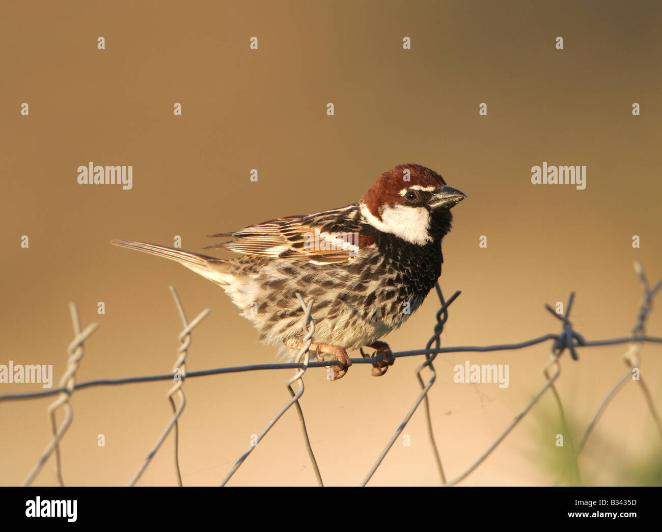 Spanish Sparrow on wire fence Stock Photo - Alamy