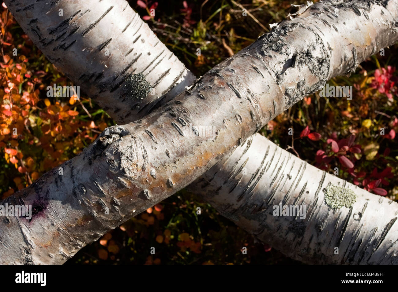 Birch tree crossing each other Stock Photo - Alamy